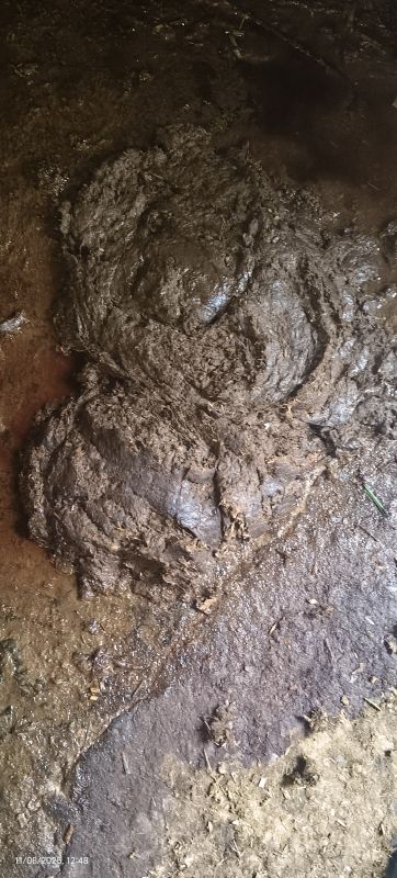 All Raw Cow Dung at Rs 15 in Sasaram - ID: 8417228 | Cow dung