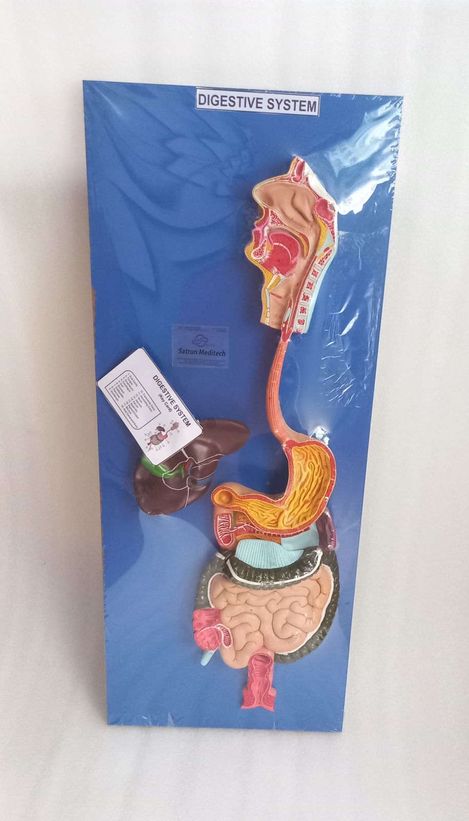 PVC Human Digestive System Model Medium for School, Education at Rs ...