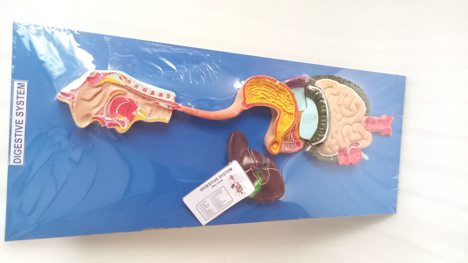 PVC Human Digestive System Model Medium for School, Education at Rs ...