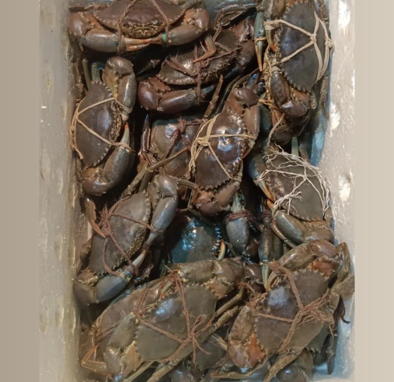 King Crab, Color : Light Orange, Red Alive, Fresh, Live at Rs 1500 in ...