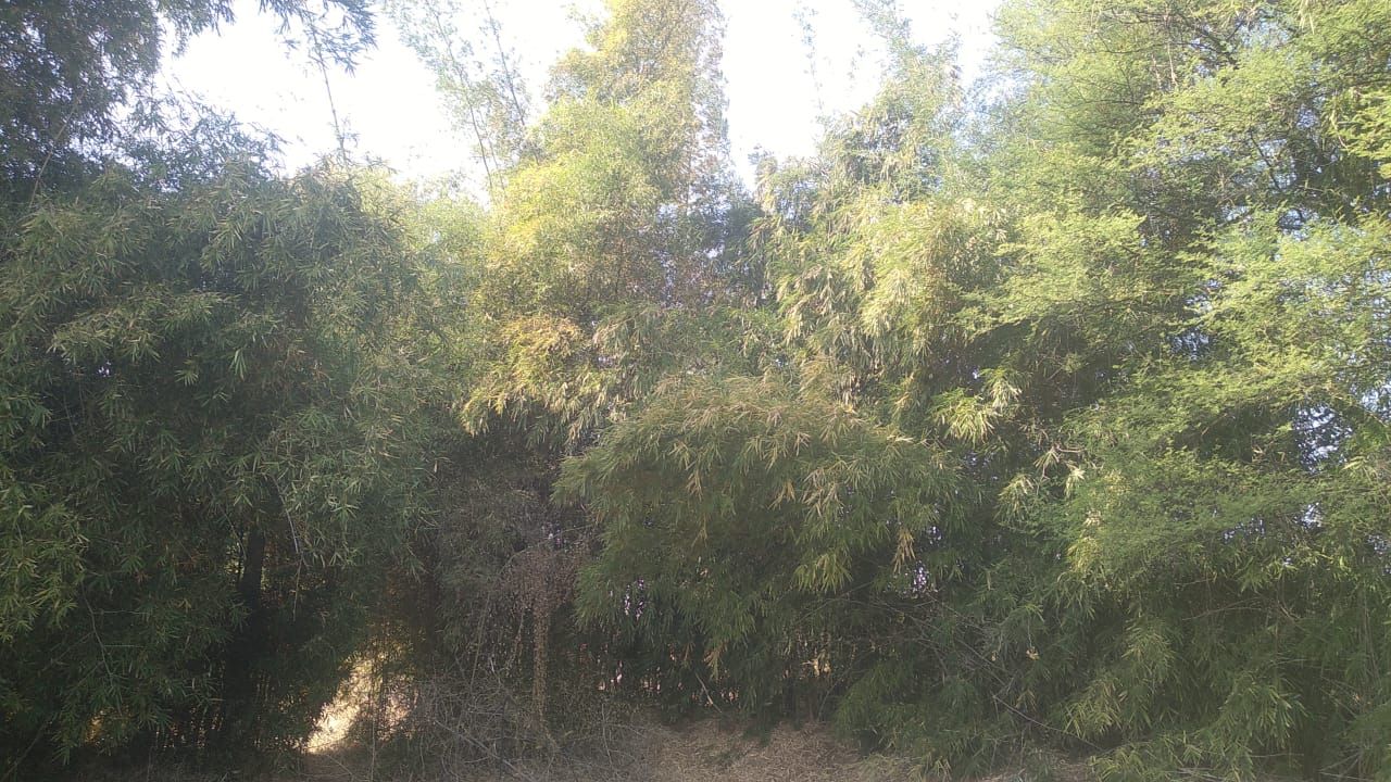 Sanvi Farm House in Solapur - Manufacturer of Buddha Belly Bamboo ...