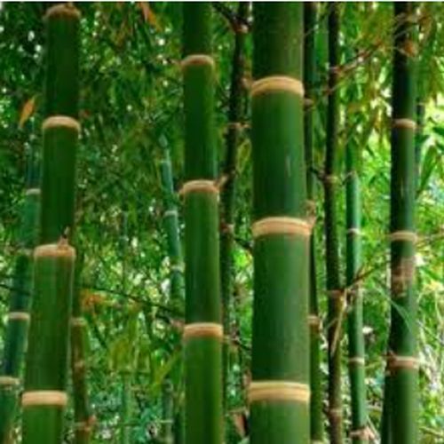 Tissue Culture Bamboo Plants, Color : Green for Plantation at Rs 200 in ...