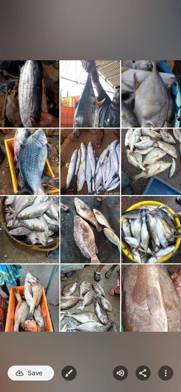 SING FISH CO in Kolkata - Supplier of Silver Pomfret & Sea Bass Fish