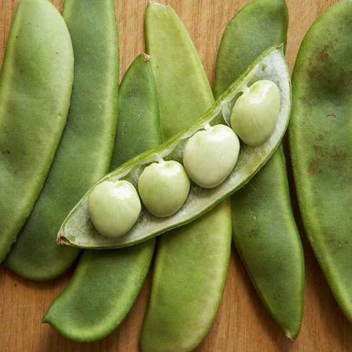 Organic Fresh Lima Beans, Color : Green for Cooking at Rs 40 in ...
