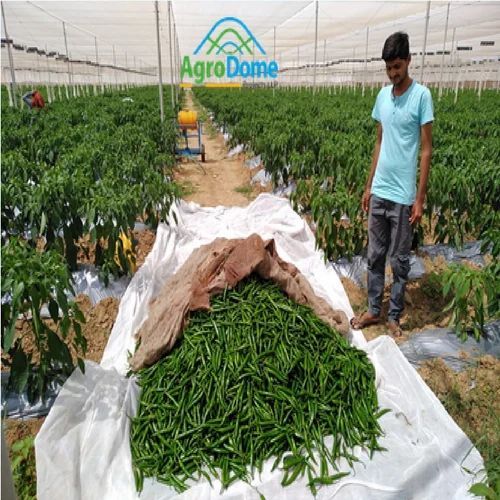 Polyethylene Shade Net House for Chilly, Color : White at Rs 300 in ...