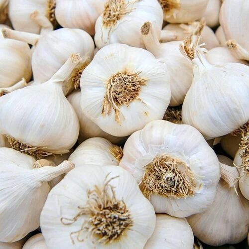 Organic Fresh White Garlic Solid, Packaging Type : Gunny Bags at Rs 40 ...