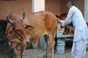 Cow dung fertilizer in Pune - Exporter of Cowdung & Cow Urine