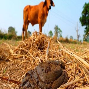 Harshvi Enterprise in Surendranagar - Manufacturer of Cow Dung & Desi ...